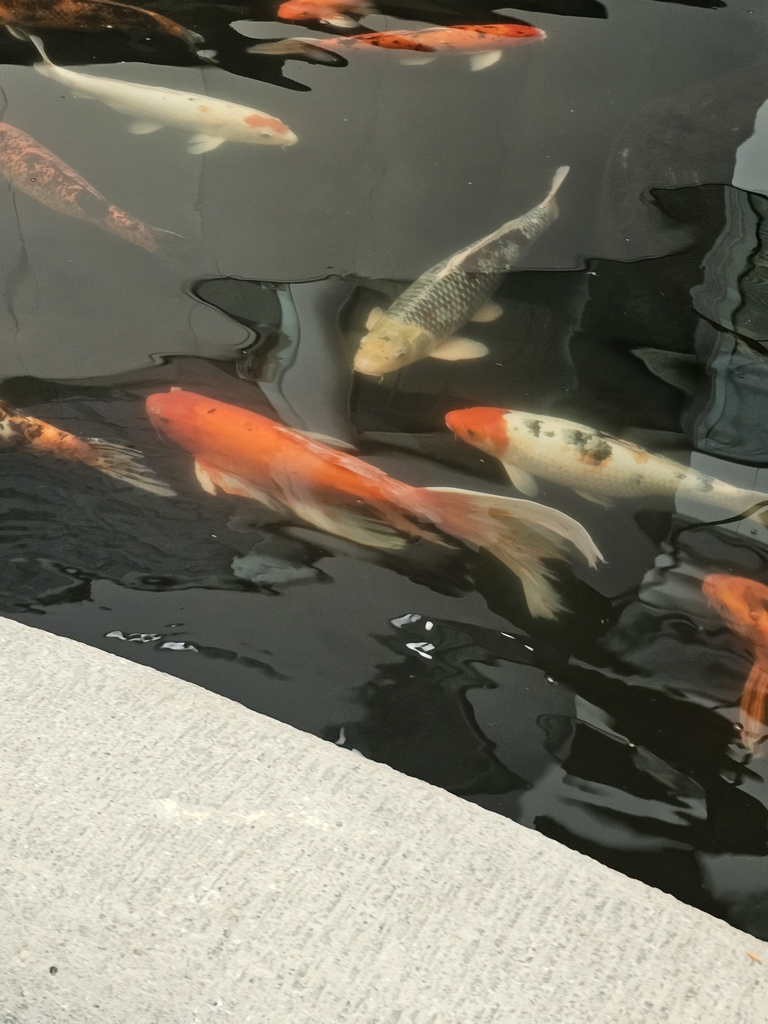 Carpa china desde Agua Blanca Sur, Zapopan, Jal., México el 21 de ...