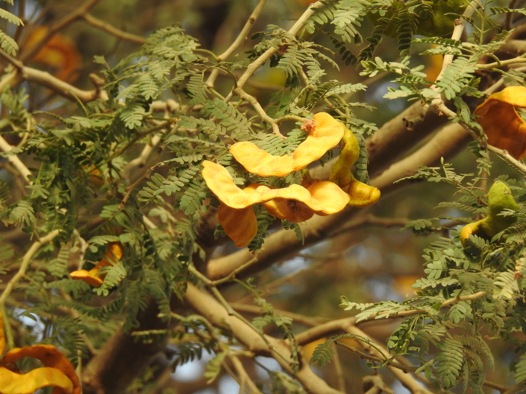Ana tree from Gaweye, Niamey, Niger on December 20, 2024 at 08:08 AM by ...