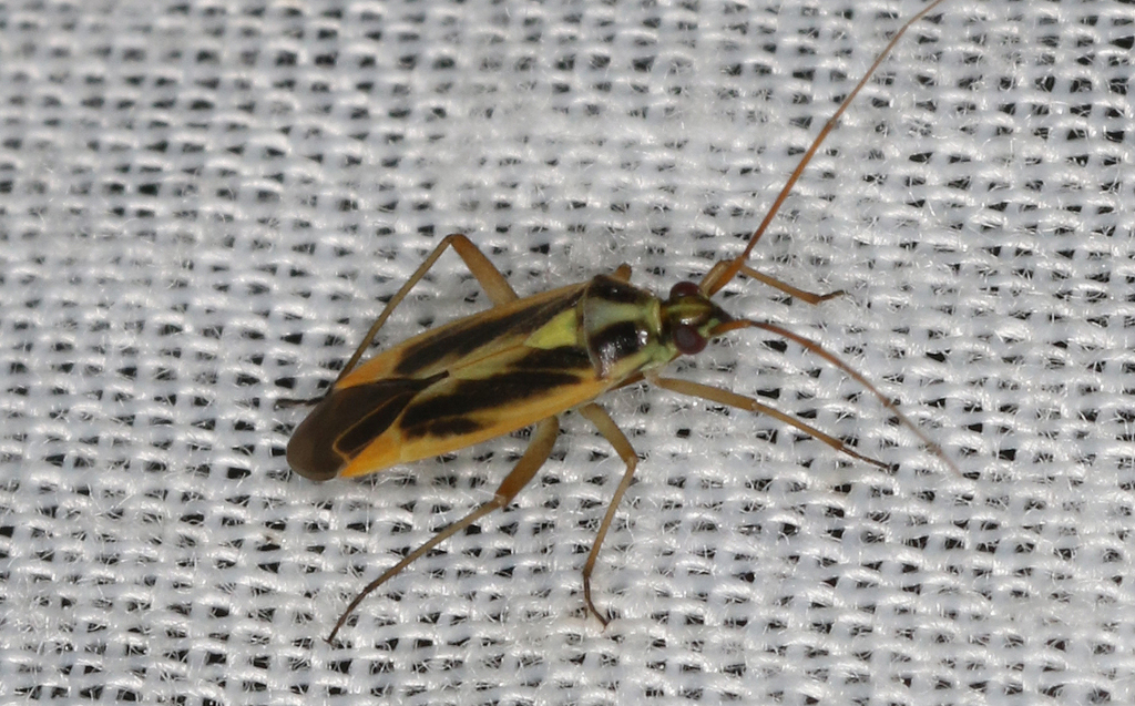 Two-spotted Grass Bug from 674 Jumbuk Rd, Jeeralang Junction VIC 3840 ...