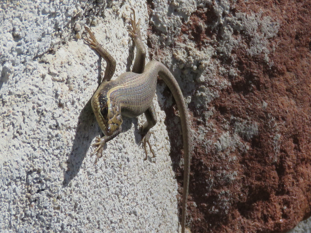 Kalahari Tree Skink from Otjozondjupa Region, Namibia on June 26, 2019 ...