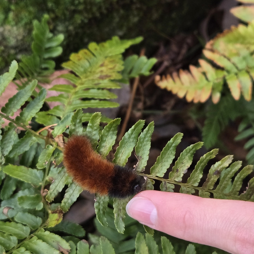 Isabella Tiger Moth in December 2024 by tanker-aviator-naturalist ...