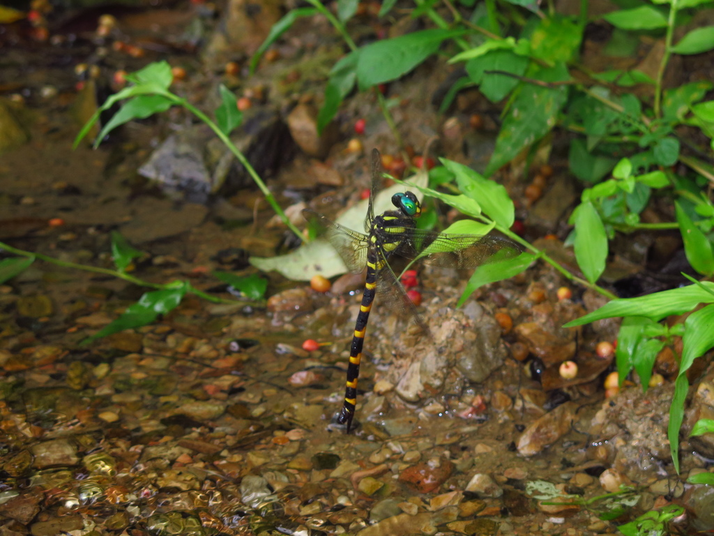 Anotogaster klossi in August 2017 by fangshuohu · iNaturalist