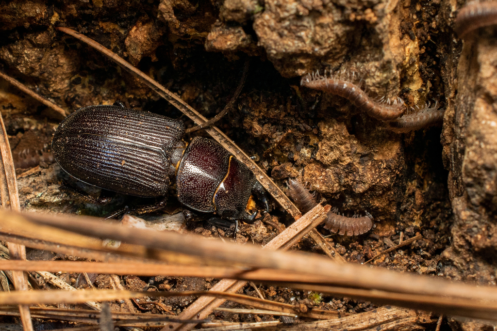 Antelope Beetle from 298 War Hill Rd, Washington, GA 30673, USA on July ...