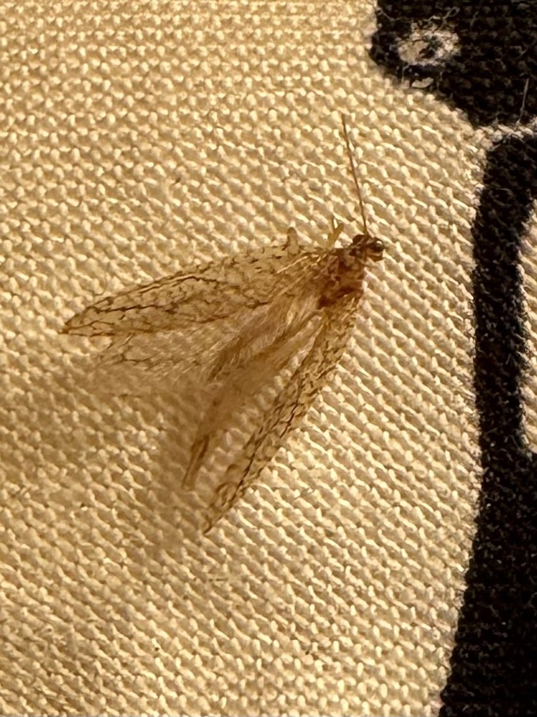 Posterior Brown Lacewing from Hassett Ave, River Oaks, TX, US on ...