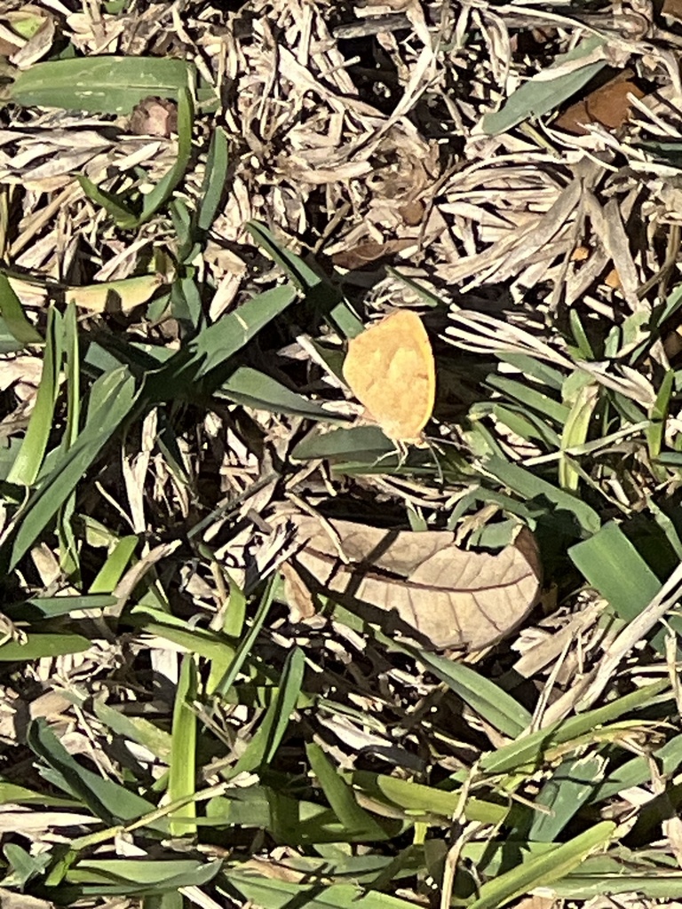 Sleepy Orange from William Classen Dr, Hollywood Park, TX, US on ...