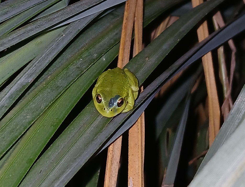 Green Dotted Tree Frog from afluente espejos tibabuyes, humedal ...