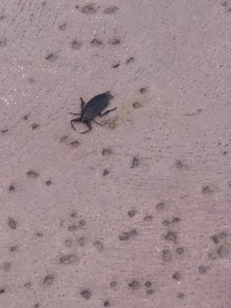 Eastern Toe-biter from Disney's Wilderness Lodge, Bay Lake, FL, US on ...