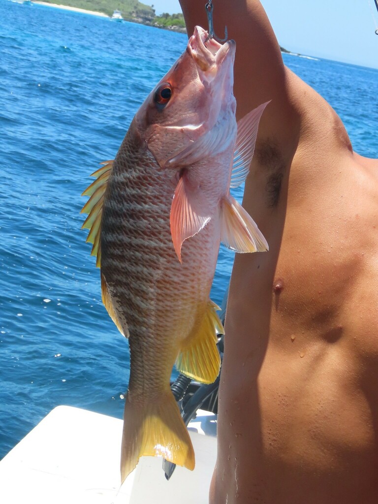 Yellow Snapper from Santa Cruz, EC-GA, EC on March 4, 2024 at 01:06 PM ...