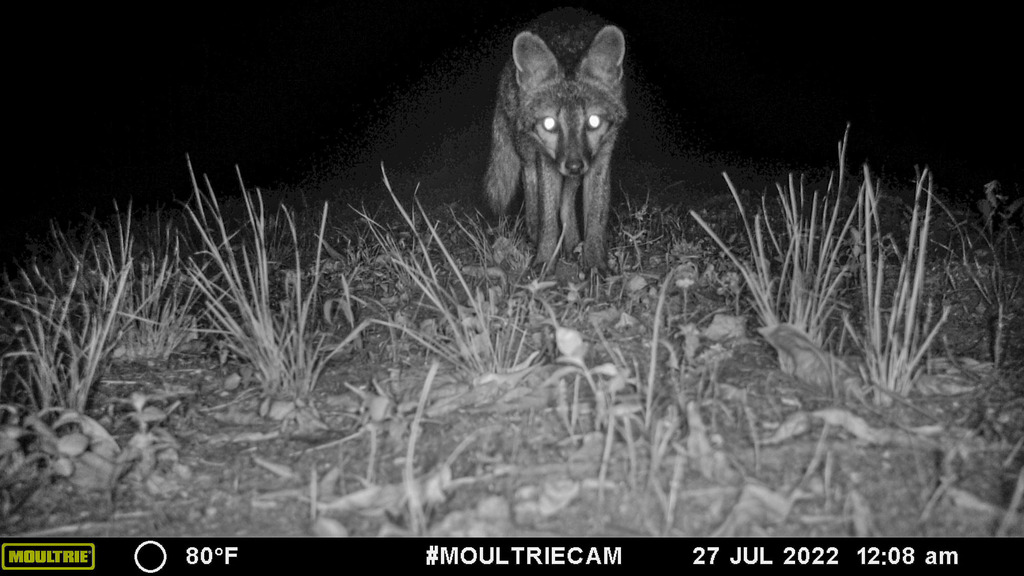 Gray Fox from Montgomery County, TX, USA on July 27, 2022 at 12:08 AM ...