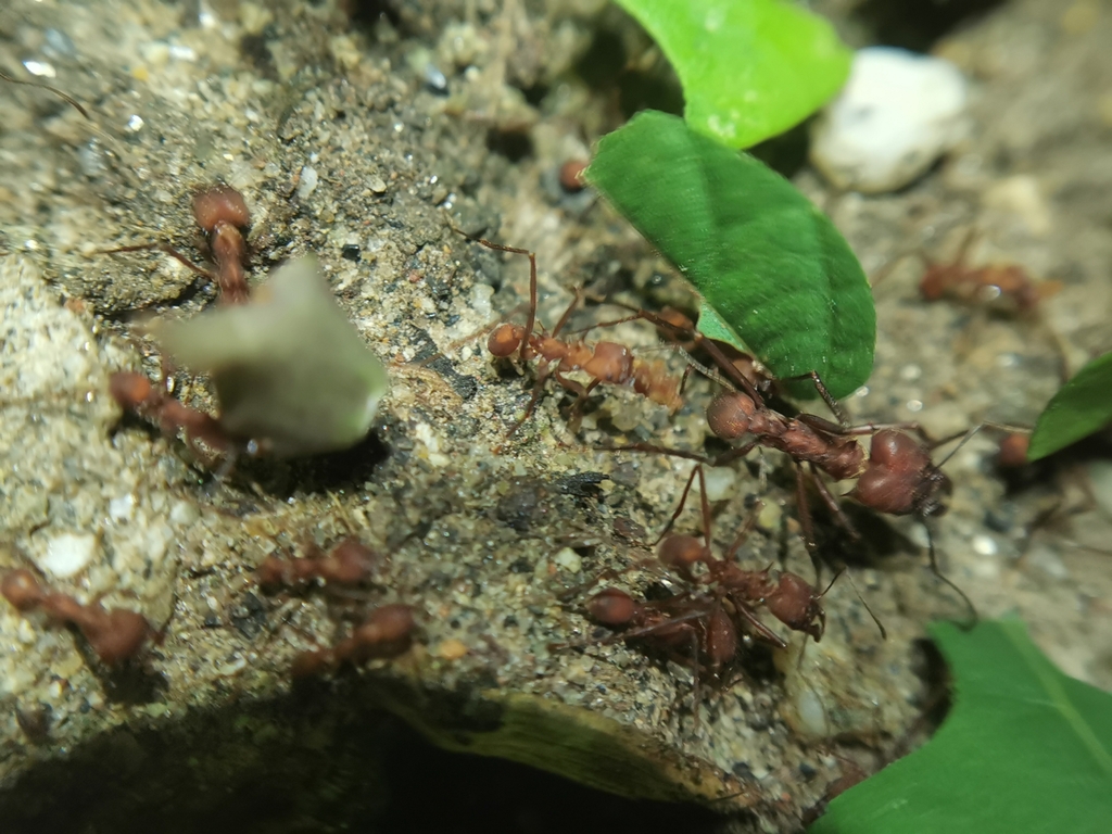 Colombian Leafcutter Ant from 马格达莱纳, 哥伦比亚 on December 20, 2024 at 11:13 ...