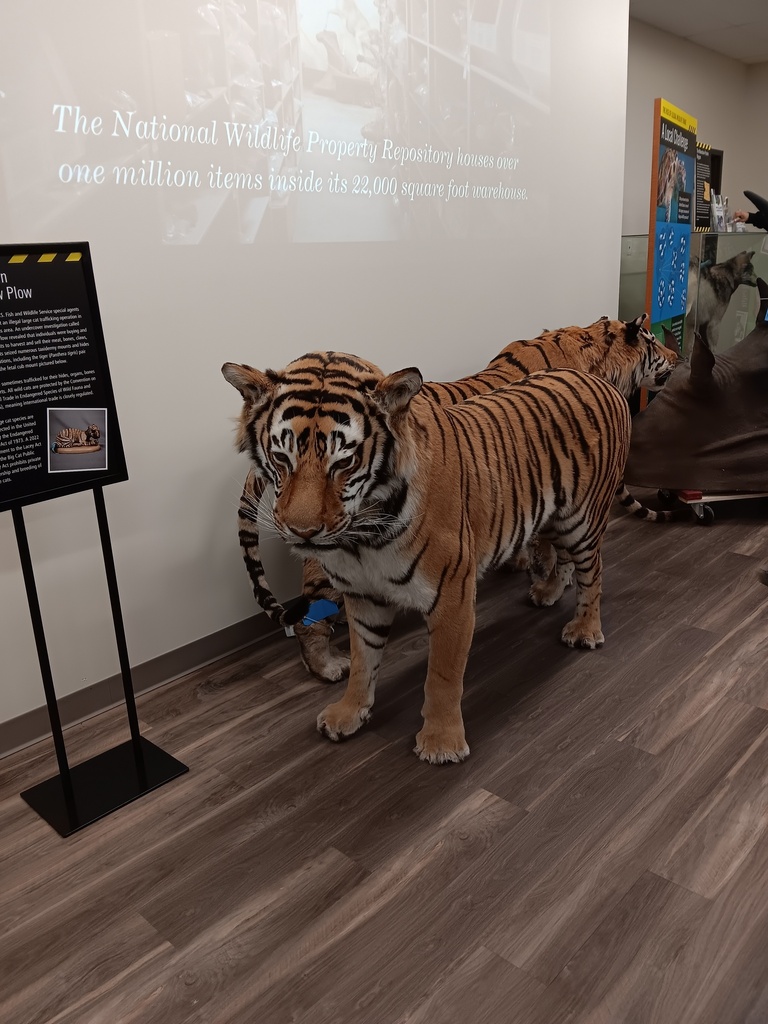 Tiger in May 2024 by Dominic McLean. Specimen from the Repository As ...