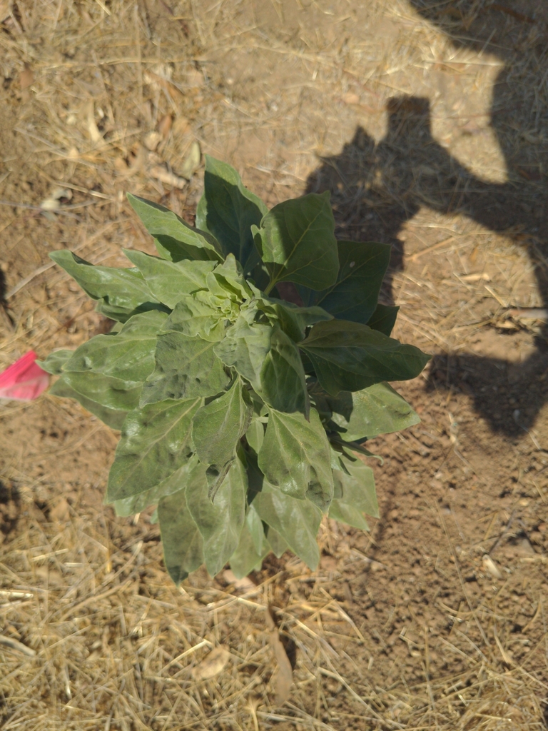 Common Sunflower from Santa Ana, CA 92705, USA on December 21, 2024 at ...