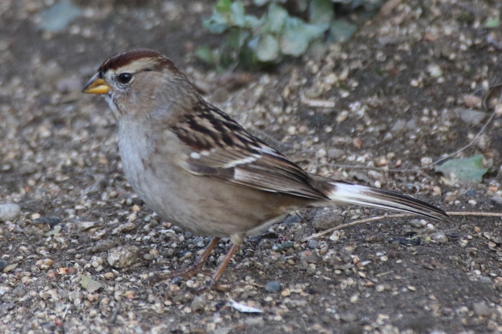 White-crowned Sparrow from Golden Gate National Recreation Area, El ...