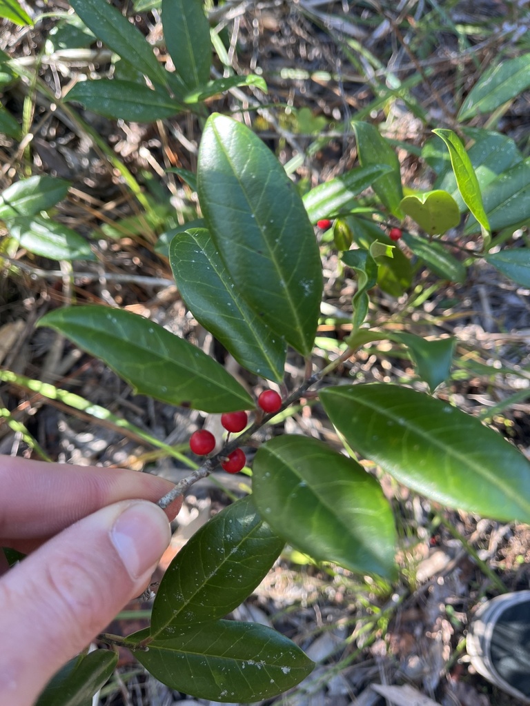 dahoon holly from Wickham Park, Melbourne, FL, US on December 21, 2024 ...