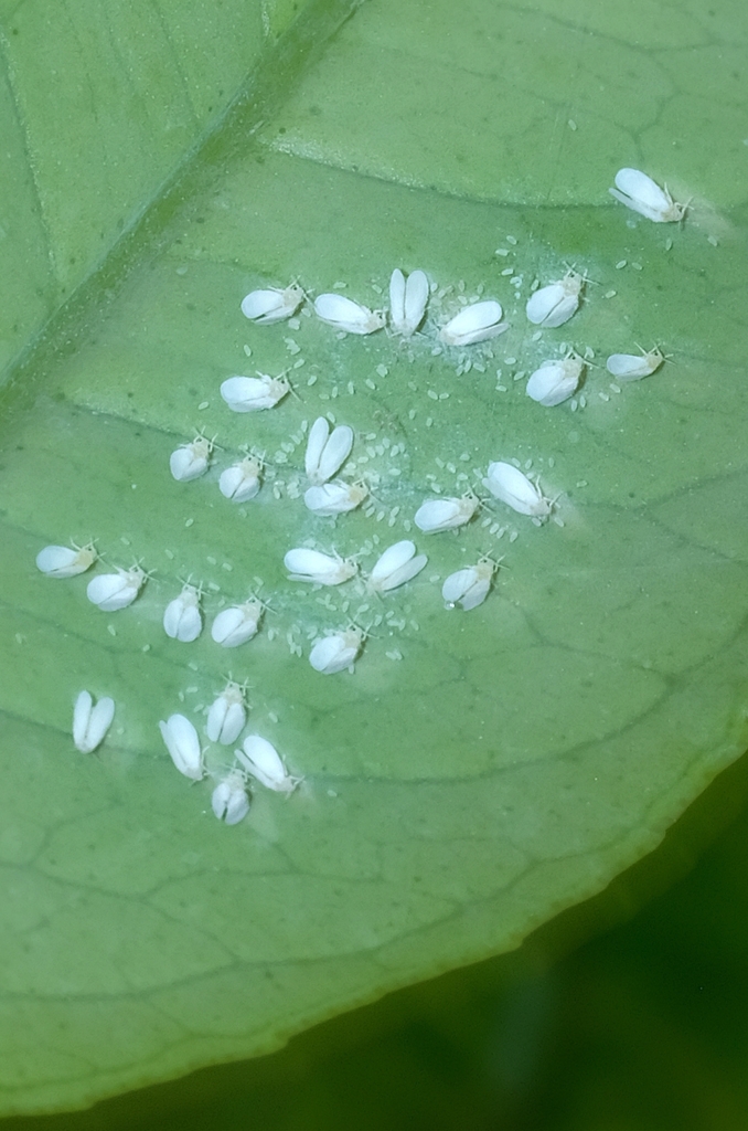 Australian citrus whitefly from Middleton Road (opposite 375), Glenside ...