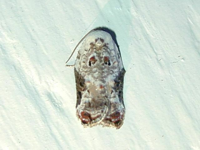 Snowy-shouldered Acleris Moth from Jamaica Bay Wildlife Refuge, Queens ...