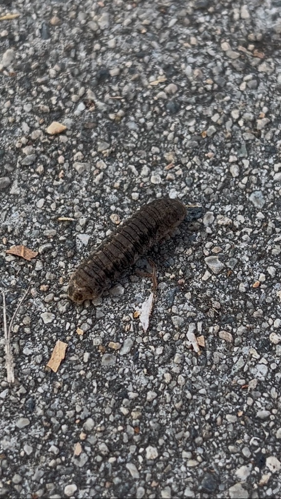 Insects from Pleasant Ave, Los Angeles, CA, US on December 19, 2024 at ...