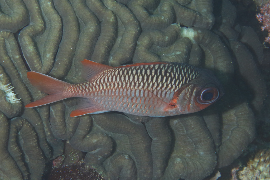 Violet Soldierfish from Nggatokae, Western, Solomon Islands on December ...
