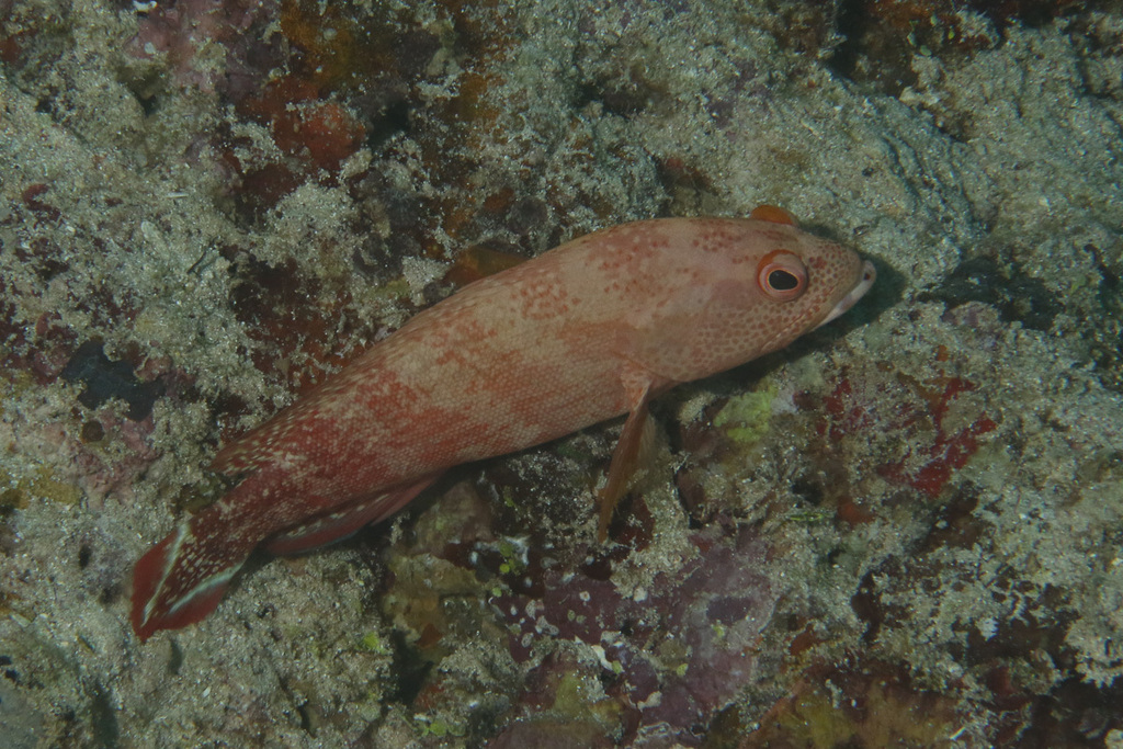 Flagtail Grouper from Nggatokae, Western, Solomon Islands on December ...