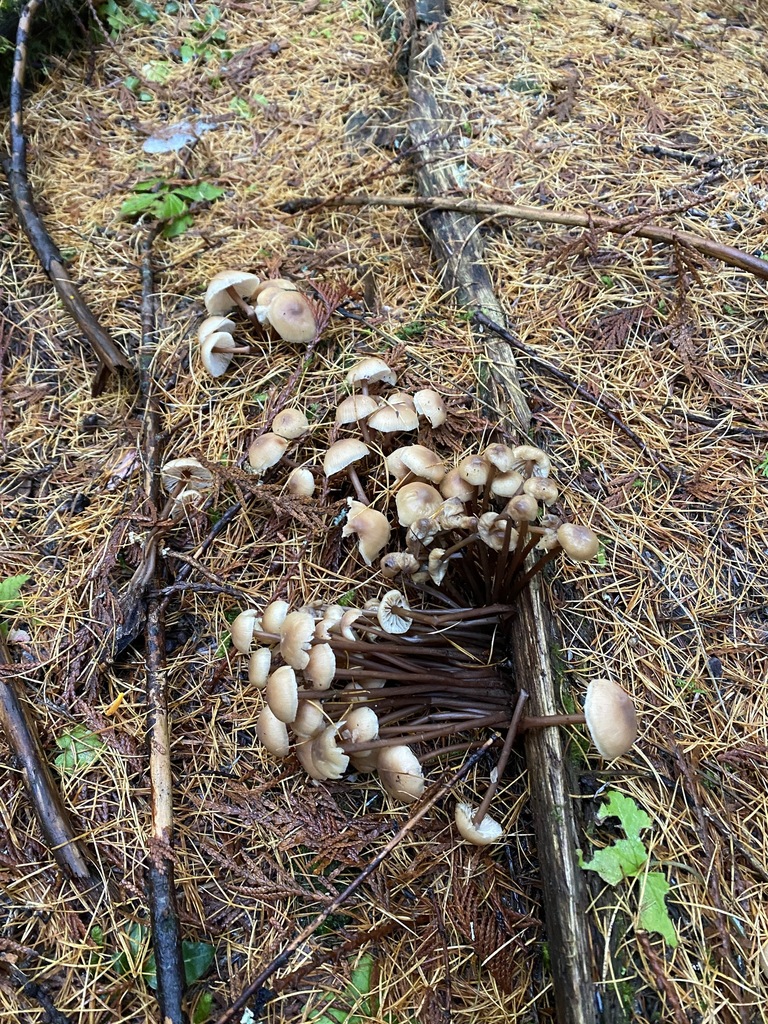 Connopus from Bonner County, ID, USA on December 2, 2021 at 01:39 PM by ...