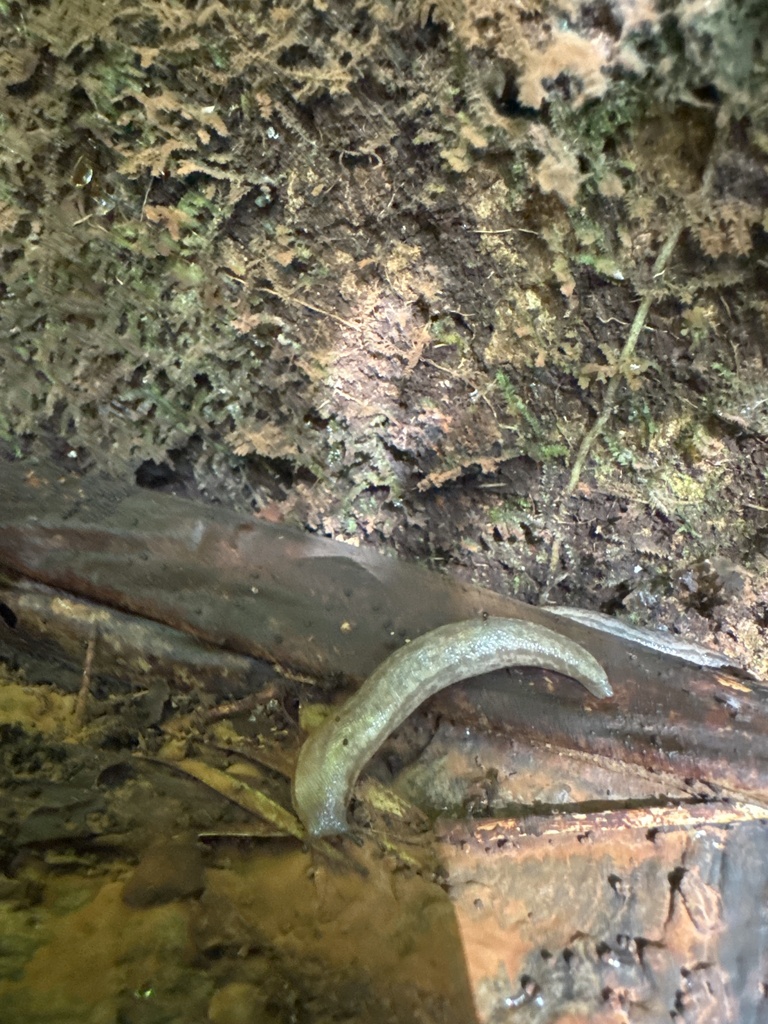 Chinese Slug from Honolulu Watershed Forest Reserve, Kailua, HI, US on ...