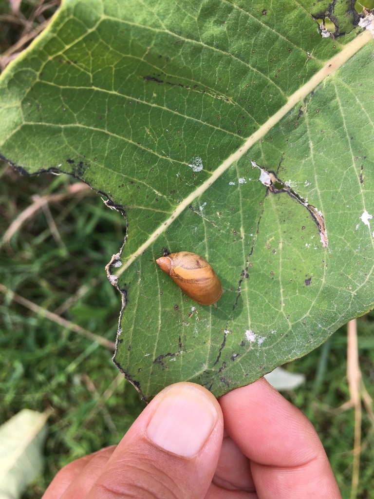 Amber Snails from Lincoln, MA, US on August 16, 2024 at 01:34 PM by ...