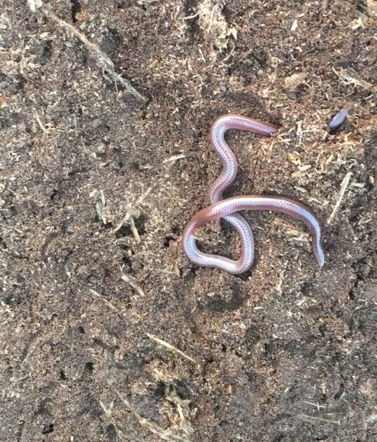 Texas Blind Snake from Abasolo, Abasolo, TAMPS, MX on July 26, 2016 at ...