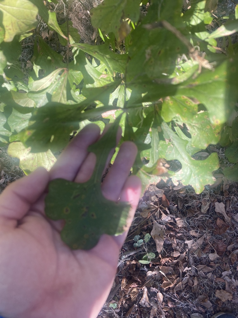 sand post oak from Lakeland Highlands Scrub, Lakeland, FL, US on ...
