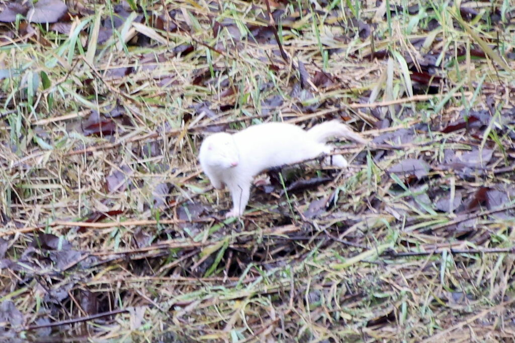 American Mink from Woodinville, WA, USA on December 21, 2024 at 11:59 ...