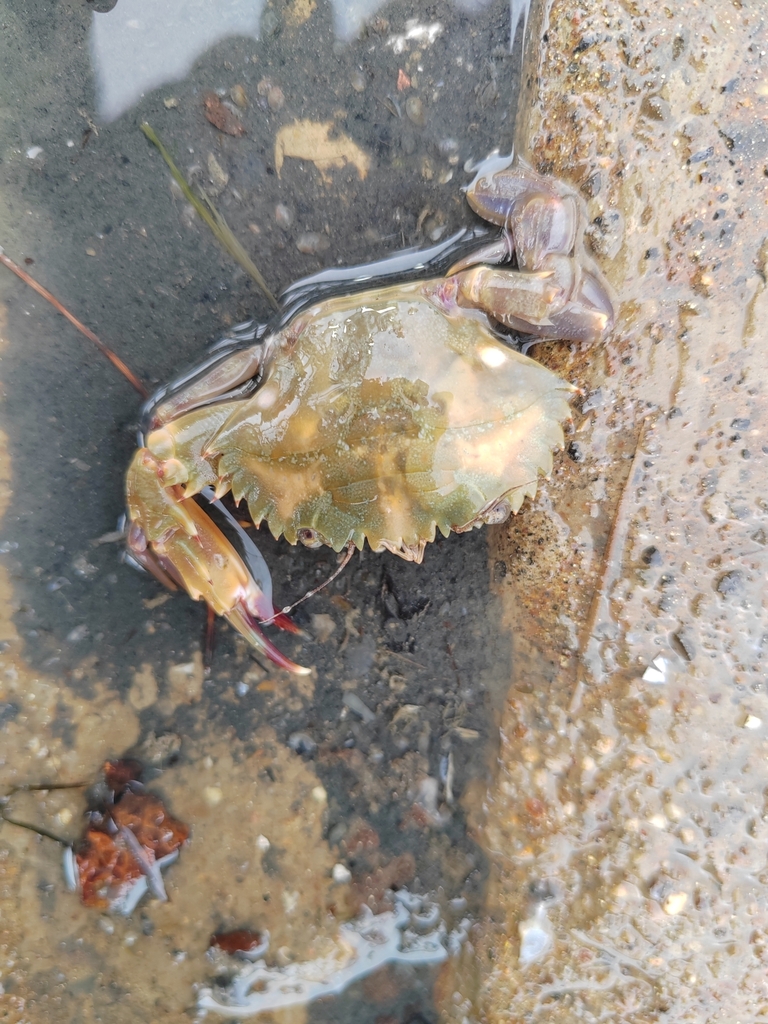 Indo-Pacific Swimming Crab from 92784 Ver., México on December 21, 2024 ...