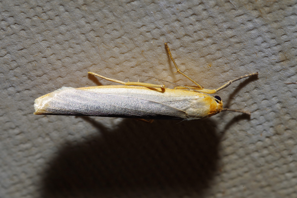 Scarce Footman Moth from 45290 Nogent-sur-Vernisson, France on July 21 ...