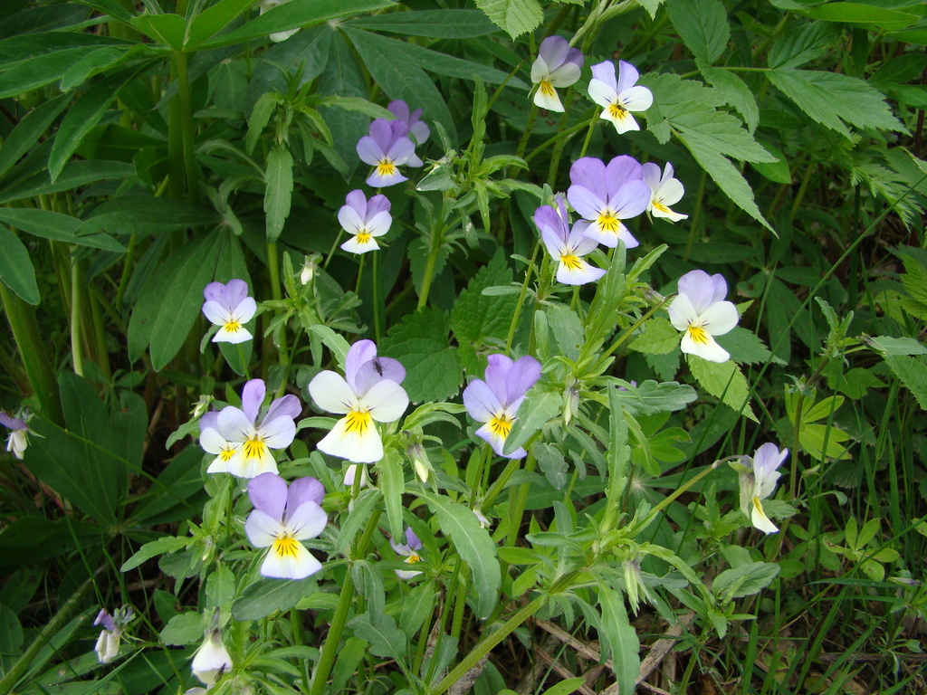 Wild Pansy from Всеволожский р-н, Ленинградская обл., Россия on May 26 ...