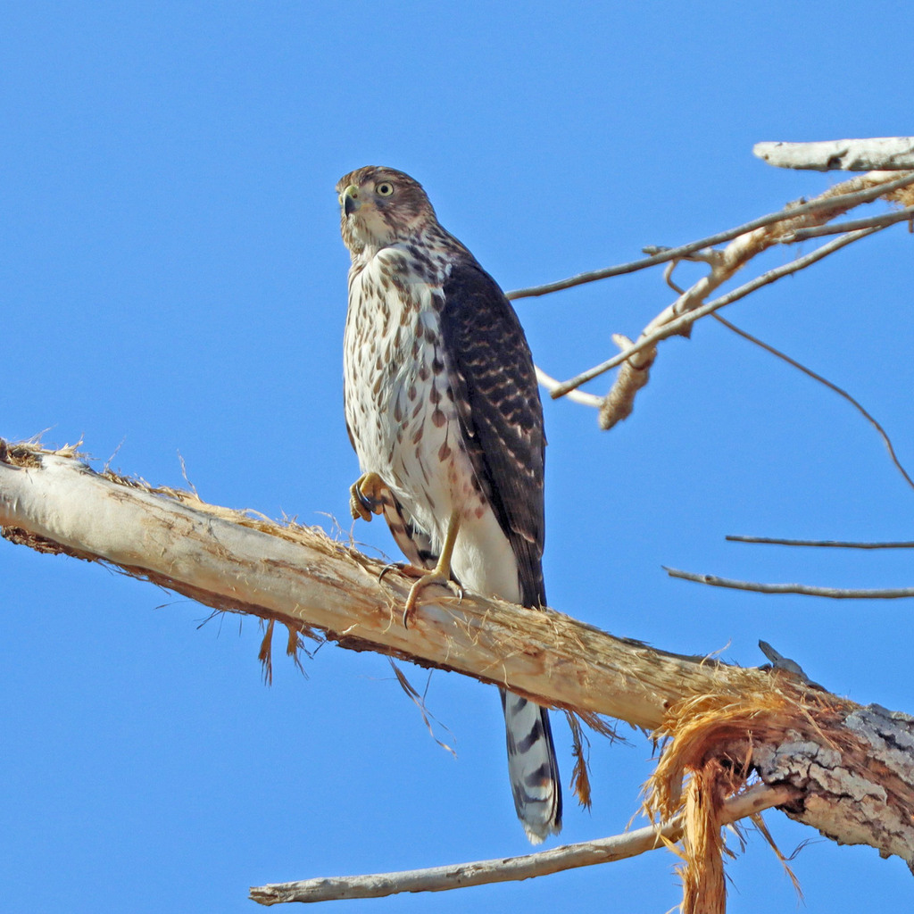Cooper's Hawk from Flowing Wells, Tucson, AZ, USA on December 17, 2024 ...