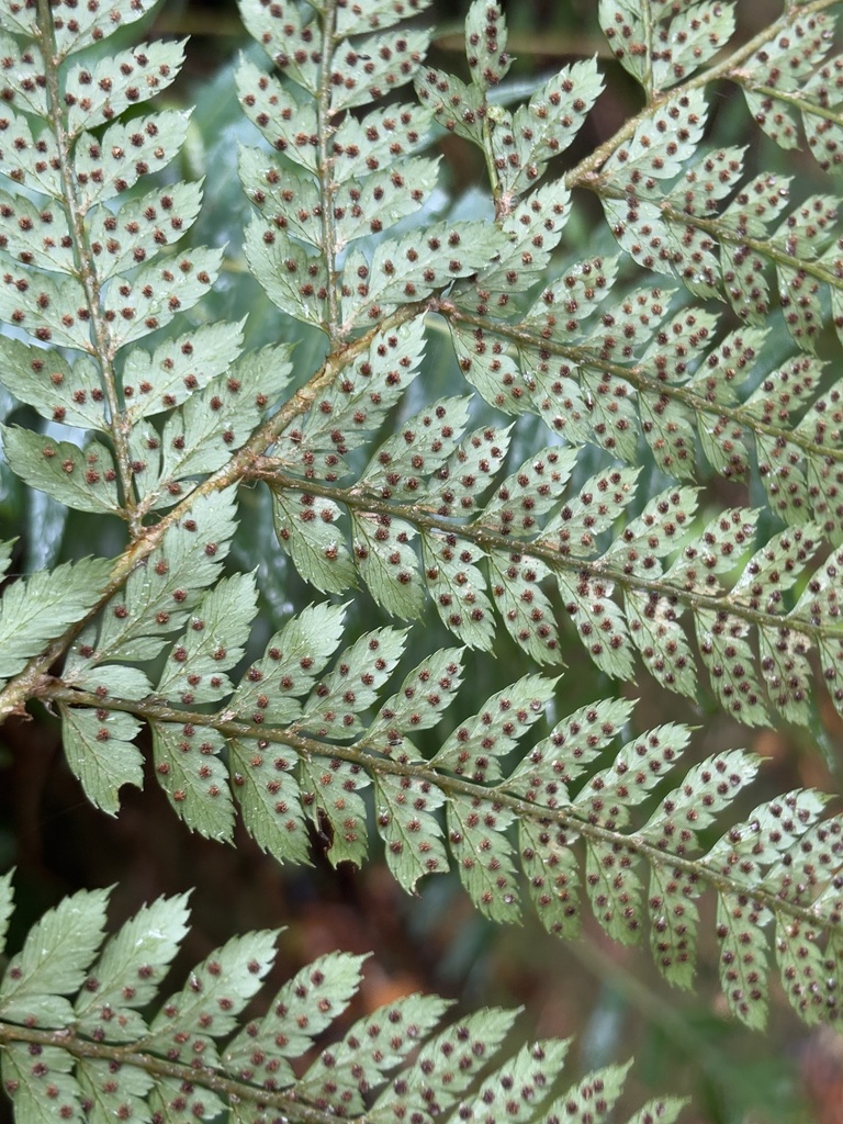 Forest Shield Fern from Grootvadersbosch Conservancy, Riversdale ...