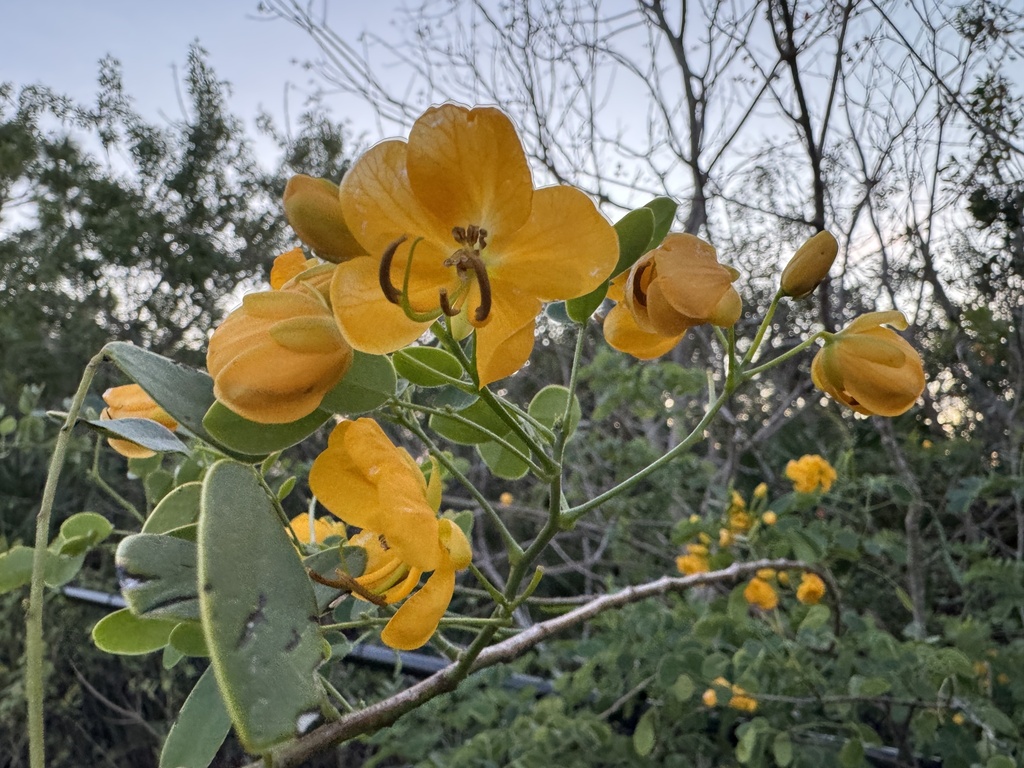 Christmas Senna from Palm Bay Rd, Melbourne, FL, US on December 21 ...