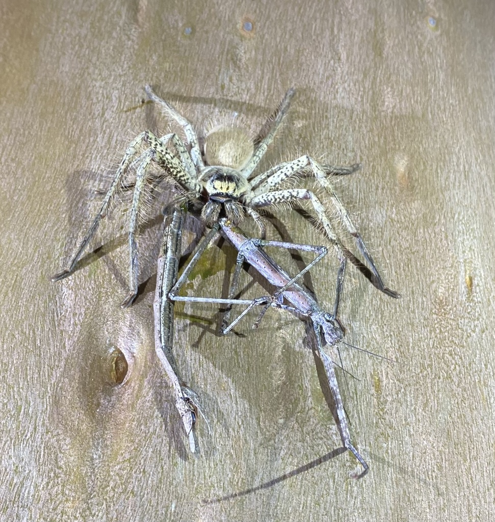 Golden Huntsman Spider from Sheep Station Creek Conservation Park ...
