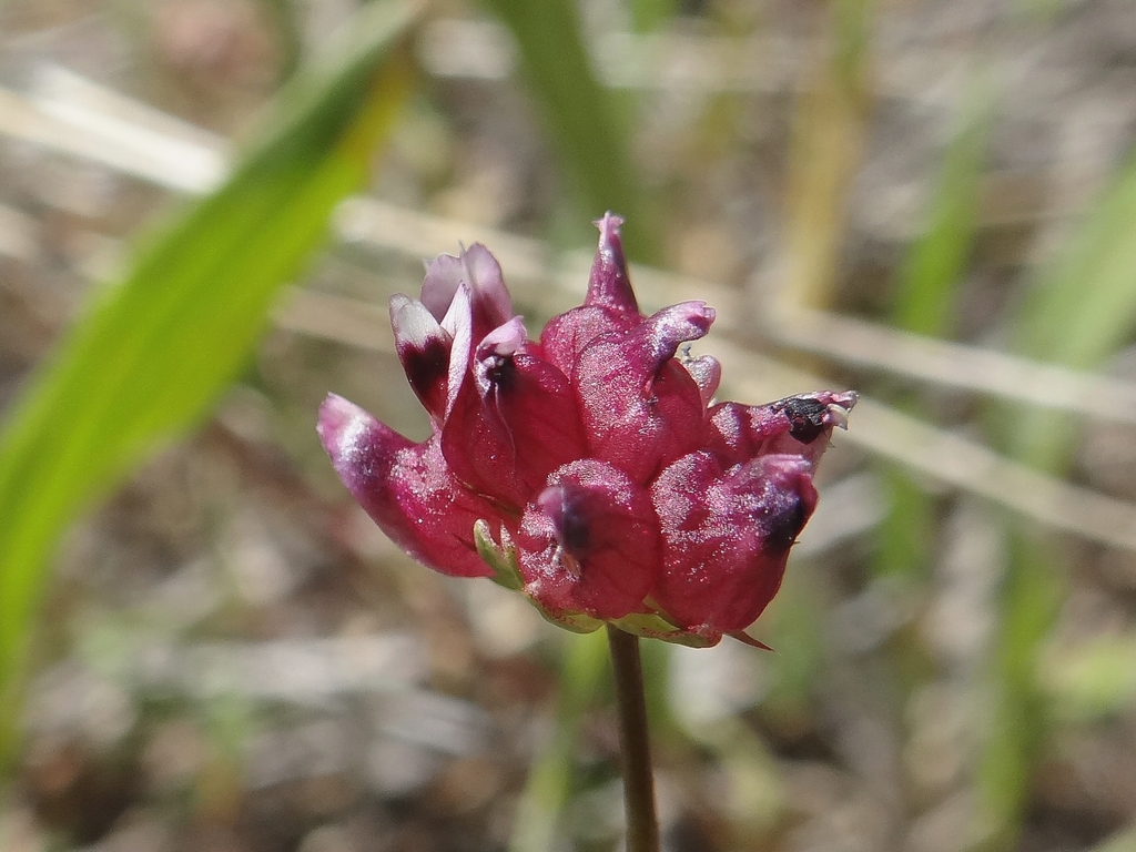 cowbag clover from Lake Cuyamaca, California 92036, USA on May 9, 2012 ...