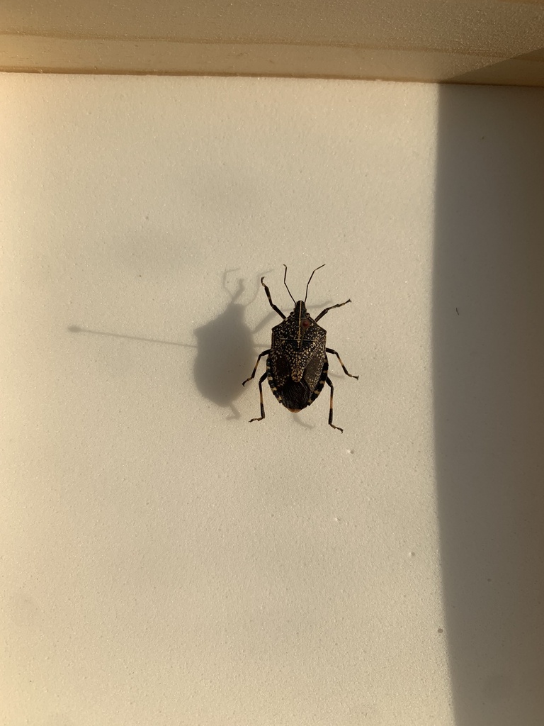 Yellow-spotted Stink Bug in August 2024 by awaker · iNaturalist