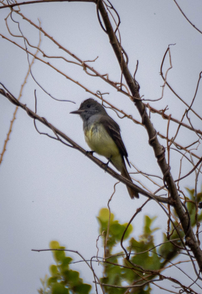 Great Crested Flycatcher from Everglades National Park, Homestead, FL ...