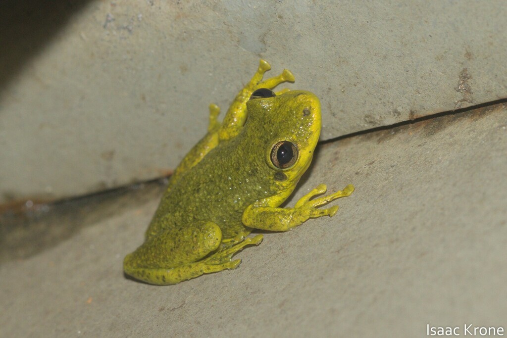 Red Snouted Tree Frog from Paucartambo Province, Peru on June 13, 2024 ...