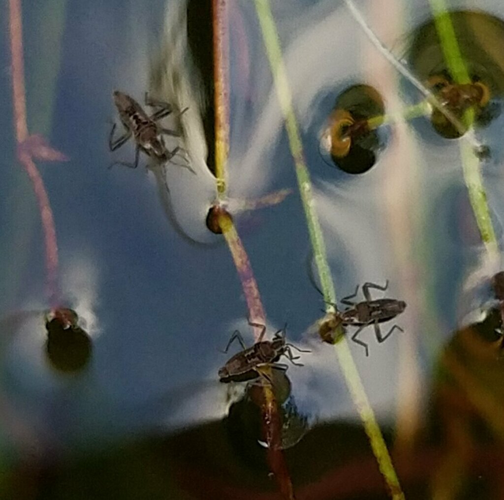 Microvelia pulchella from Kendall, FL, USA on December 17, 2024 at 04: ...