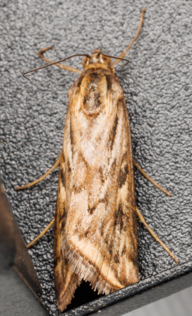 Alfalfa Webworm Moth from Emmett Calhoun County, MI, USA on September ...