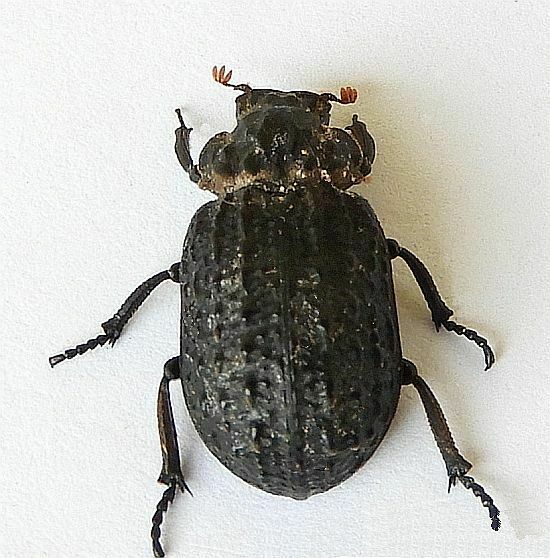 Omorgus punctatus from Santa Cruz County, AZ, USA on August 13, 2021 at ...