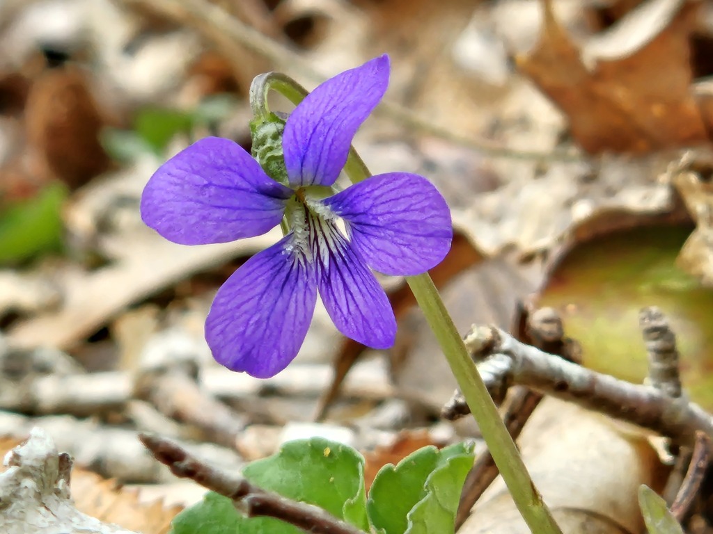 marsh blue violet from East Haddam, CT, USA on April 21, 2024 at 06:49 ...