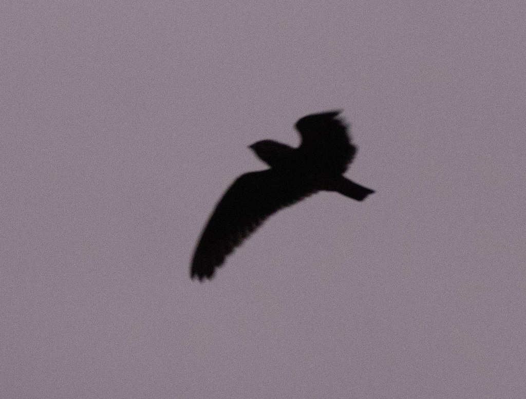 Short-tailed Nighthawk from Alajuela Province, Los Chiles, Costa Rica ...