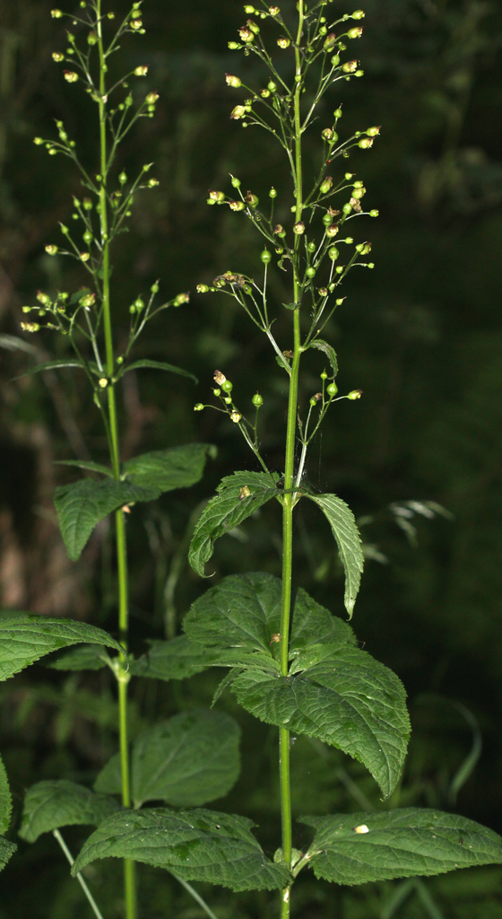 Common Figwort from Bolton muir on 02 July, 2015 at 03:38 PM by Sandy ...