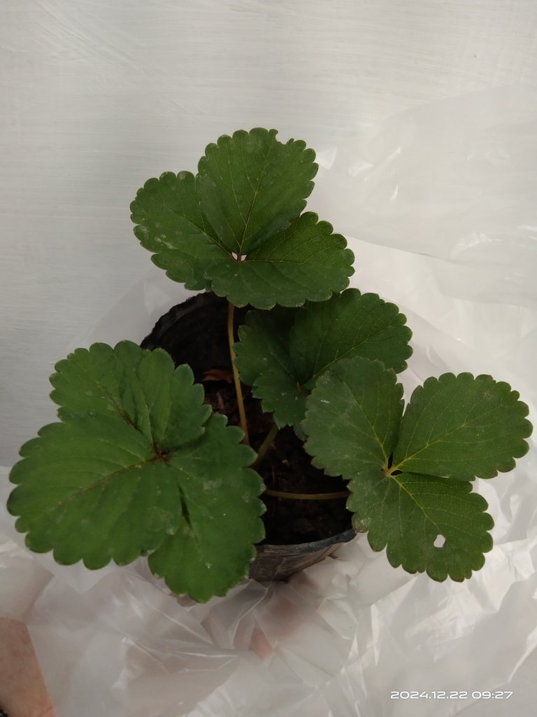 Fragaria hayatae from Kaohsiung, TW-KH, TW on December 22, 2024 at 09: ...