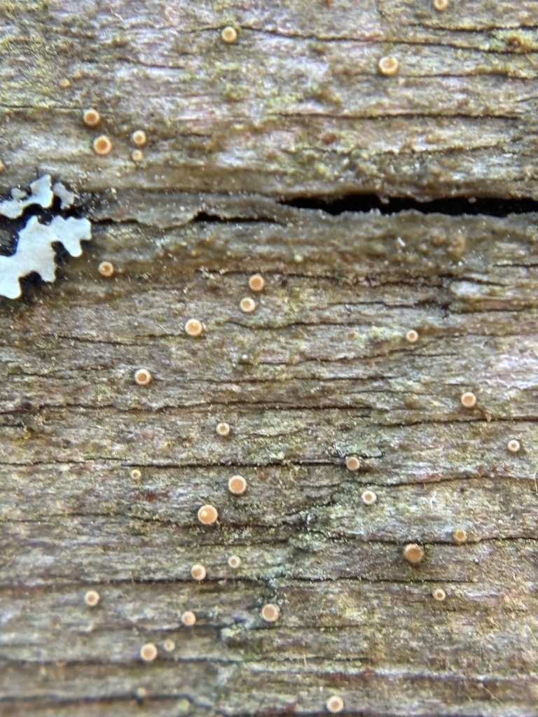 Orange Dimple Lichen in December 2024 by Liszak Kristály · iNaturalist