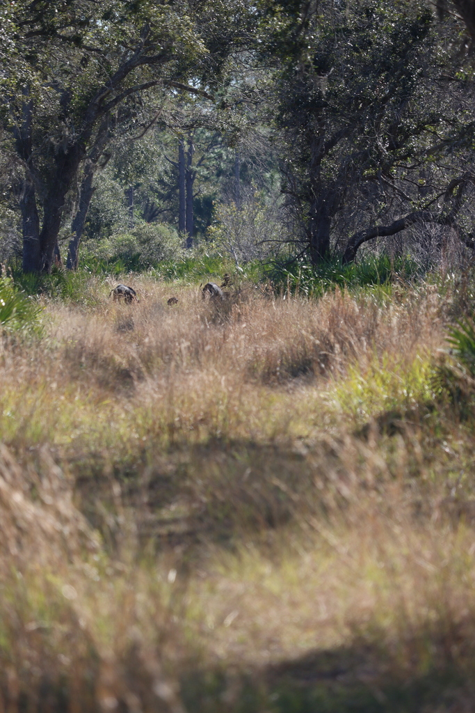 Wild Boar from Polk County, FL, USA on December 21, 2024 at 02:20 PM by ...