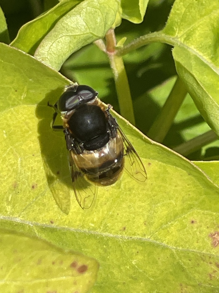 Phytomia zonata from Honshu, Yokohama, Kanagawa, JP on December 22 ...